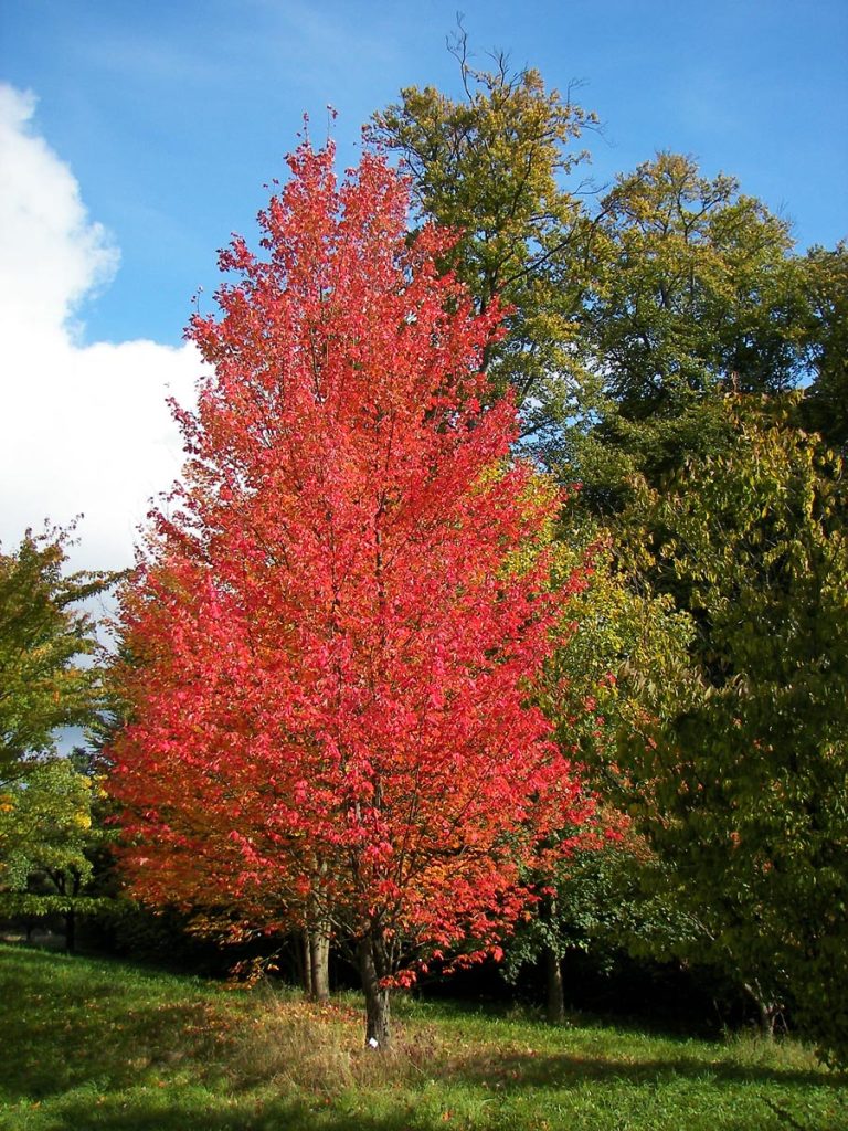 Acer rubrum ‘Columnare’ – Leval Tree Co.
